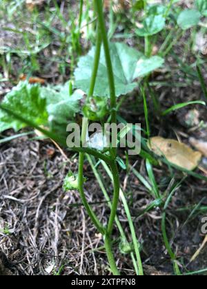 Small Mallow (Malva pusilla) Plantae Stock Photo - Alamy