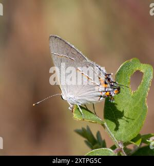 Gray Hairstreak (Strymon melinus) Insecta Stock Photo - Alamy