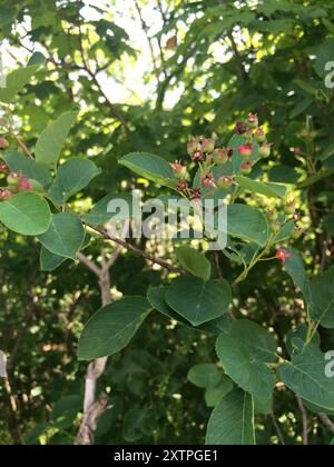 Low Serviceberry (Amelanchier humilis) Plantae Stock Photo - Alamy