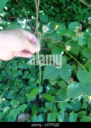 common hawkweed (Hieracium lachenalii) Plantae Stock Photo - Alamy