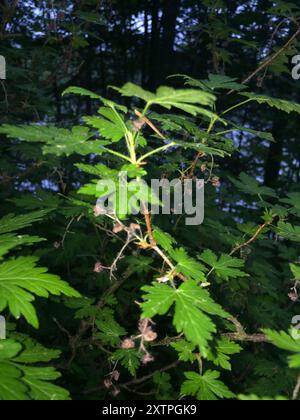 swamp currant (Ribes lacustre) Plantae Stock Photo - Alamy