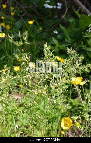 Alpine Bluegrass (Poa alpina) Plantae Stock Photo - Alamy