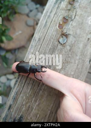 Smooth Stag Beetle (Lucanus placidus) Insecta Stock Photo - Alamy