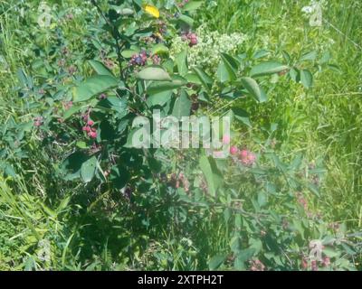 Dwarf Serviceberry (Amelanchier × spicata) Plantae Stock Photo - Alamy