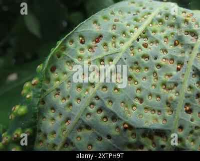Jumping Gall Wasp (Neuroterus saltarius) Insecta Stock Photo - Alamy