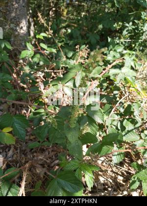 woodland germander (Teucrium scorodonia) Plantae Stock Photo - Alamy