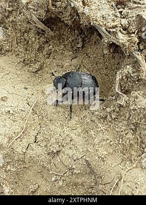 Dung Beetles (Scarabaeinae) Insecta Stock Photo - Alamy