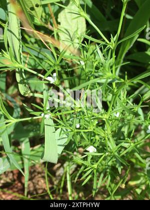 Rust Weed (Polypremum procumbens) Plantae Stock Photo - Alamy