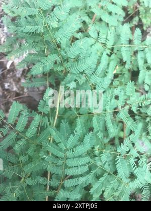 littleleaf sensitive-briar (Mimosa microphylla) Plantae Stock Photo - Alamy