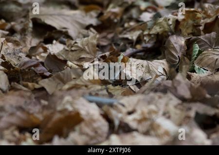 Mice, Rats, and Hamsters (Myomorpha) Mammalia Stock Photo - Alamy