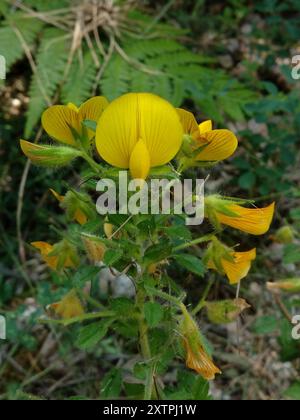 yellow restharrow (Ononis natrix) Plantae Stock Photo - Alamy