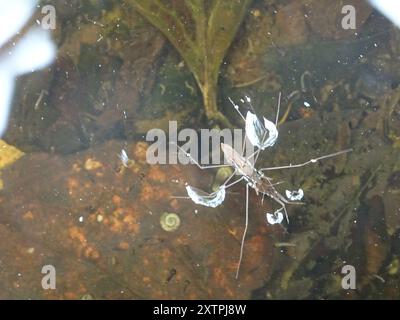 (Gerris gracilicornis) Insecta Stock Photo - Alamy