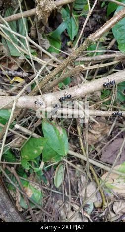 Turtle Ants (Cephalotes) Insecta Stock Photo - Alamy