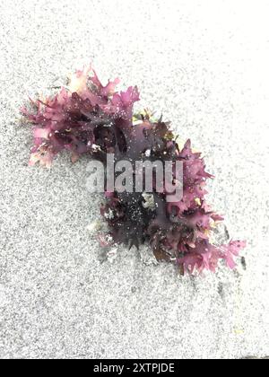 Irish Moss (Chondrus crispus) Plantae Stock Photo - Alamy