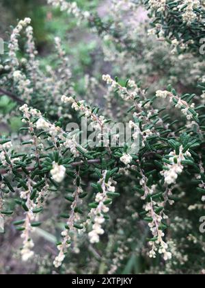tauhinu (Pomaderris amoena) Plantae Stock Photo - Alamy
