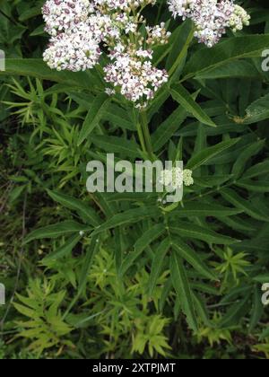 Dwarf Elder (Sambucus ebulus), Plantae, Tuškanac, 10000, Zagreb ...