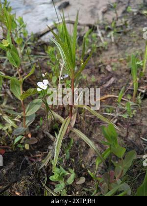 Marsh Speedwell (Veronica scutellata) Plantae Stock Photo - Alamy