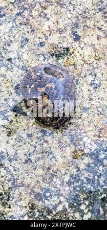 Checkered Nerite (Nerita tessellata) Mollusca Stock Photo - Alamy