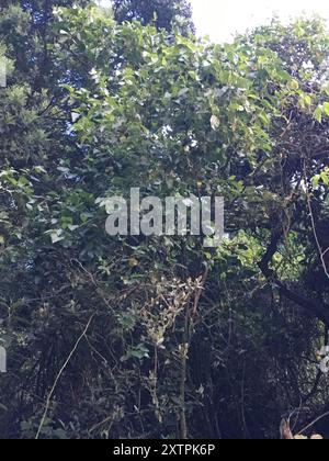 pepper plant family (Piperaceae) Plantae Stock Photo - Alamy