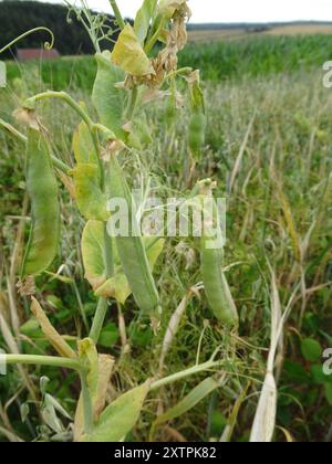 Common Pea (Pisum sativum) Plantae Stock Photo - Alamy