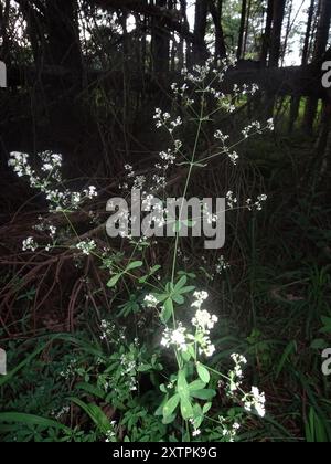 Wood Bedstraw (Galium sylvaticum) Plantae Stock Photo - Alamy