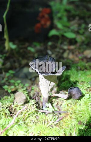 Eastern Black Trumpet (Craterellus fallax) Fungi Stock Photo - Alamy
