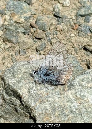 Anna's Blue (Plebejus anna), Insecta, Mount Rainier, Mount Rainier ...