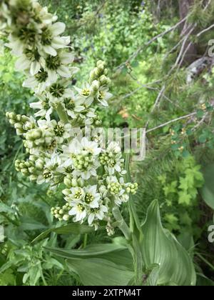 Corn Lily (Veratrum californicum) Plantae Stock Photo - Alamy