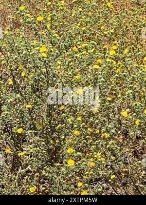 southern tarplant (Centromadia parryi australis) Plantae Stock Photo ...