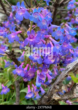Wax-leaf Beardtongue (Penstemon nitidus) Plantae Stock Photo - Alamy