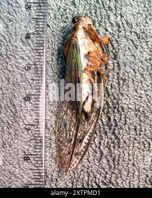 Linne's Cicada (Neotibicen linnei) Insecta Stock Photo - Alamy
