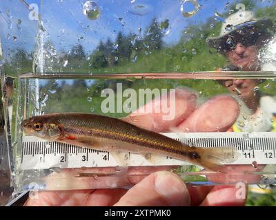 Lake Chub (Couesius plumbeus) Actinopterygii Stock Photo - Alamy