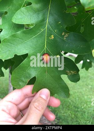 Hedgehog Gall Wasp (Acraspis erinacei) Insecta Stock Photo - Alamy
