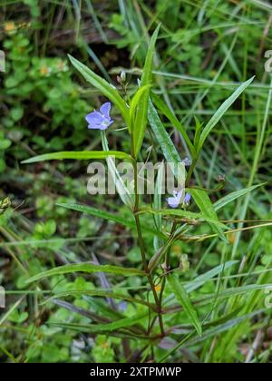Marsh Speedwell (Veronica scutellata) Plantae Stock Photo - Alamy