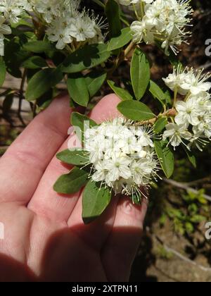 Western Labrador Tea (Rhododendron columbianum) Plantae Stock Photo - Alamy
