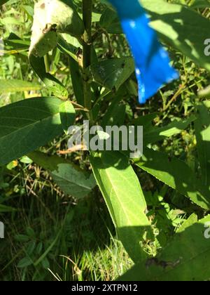 eastern swamp milkweed (Asclepias incarnata pulchra) Plantae Stock ...