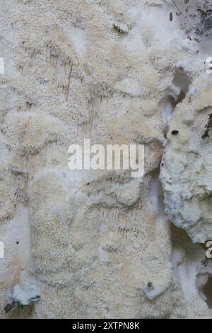 (Poriella subacida) Fungi Stock Photo - Alamy