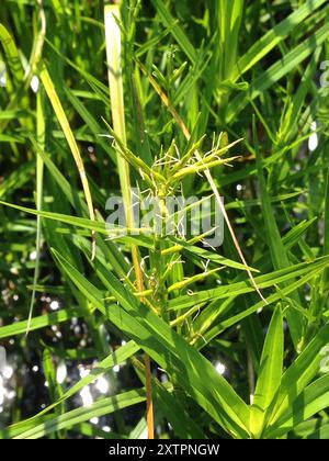 Three-way Sedge (Dulichium arundinaceum) Plantae Stock Photo - Alamy