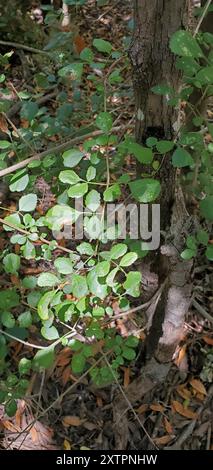 California Ash (Fraxinus dipetala) Plantae Stock Photo - Alamy