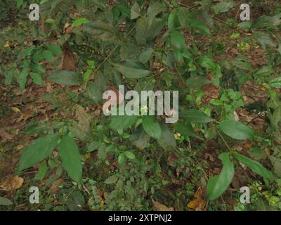 Turkeyberries (Canthium) Plantae Stock Photo - Alamy
