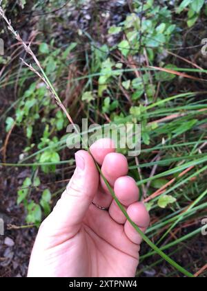 variable sword-sedge (Lepidosperma laterale) Plantae Stock Photo - Alamy
