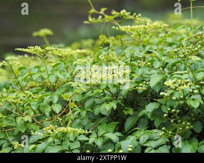 Bushkiller (Causonis japonica) Plantae Stock Photo - Alamy