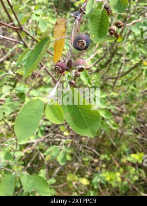 Snowy Mespilus (Amelanchier ovalis) Plantae Stock Photo - Alamy