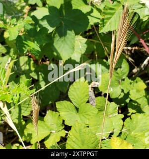 purple false-brome (Brachypodium distachyon) Plantae Stock Photo - Alamy