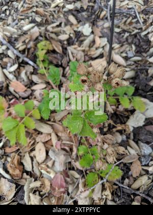 sticky cinquefoil (Drymocallis glandulosa) Plantae Stock Photo - Alamy
