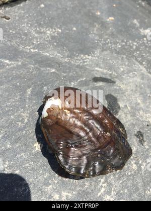Three-ridge Mussel (Amblema plicata) Mollusca Stock Photo - Alamy