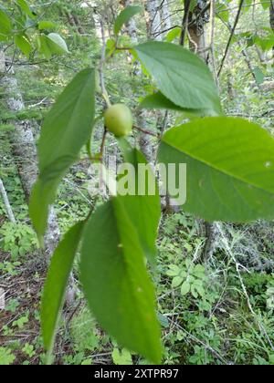 Canada plum (Prunus nigra) Plantae Stock Photo - Alamy