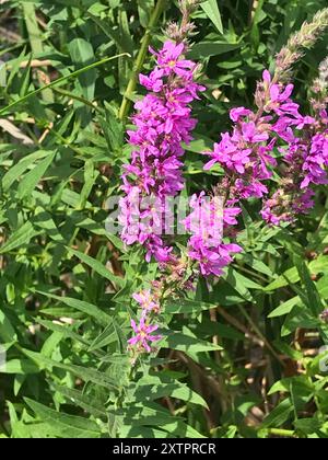 Lythrum Loosestrifes (Lythrum) Plantae Stock Photo - Alamy