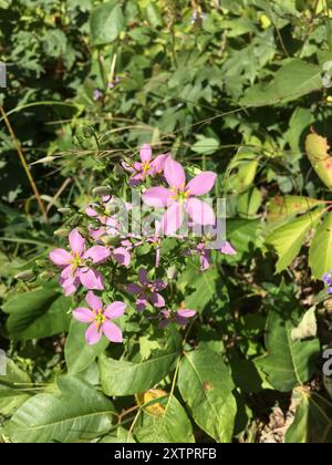 Rosepink (Sabatia angularis) Plantae Stock Photo - Alamy