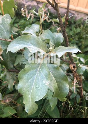 Silverberry (Elaeagnus commutata) Plantae Stock Photo - Alamy